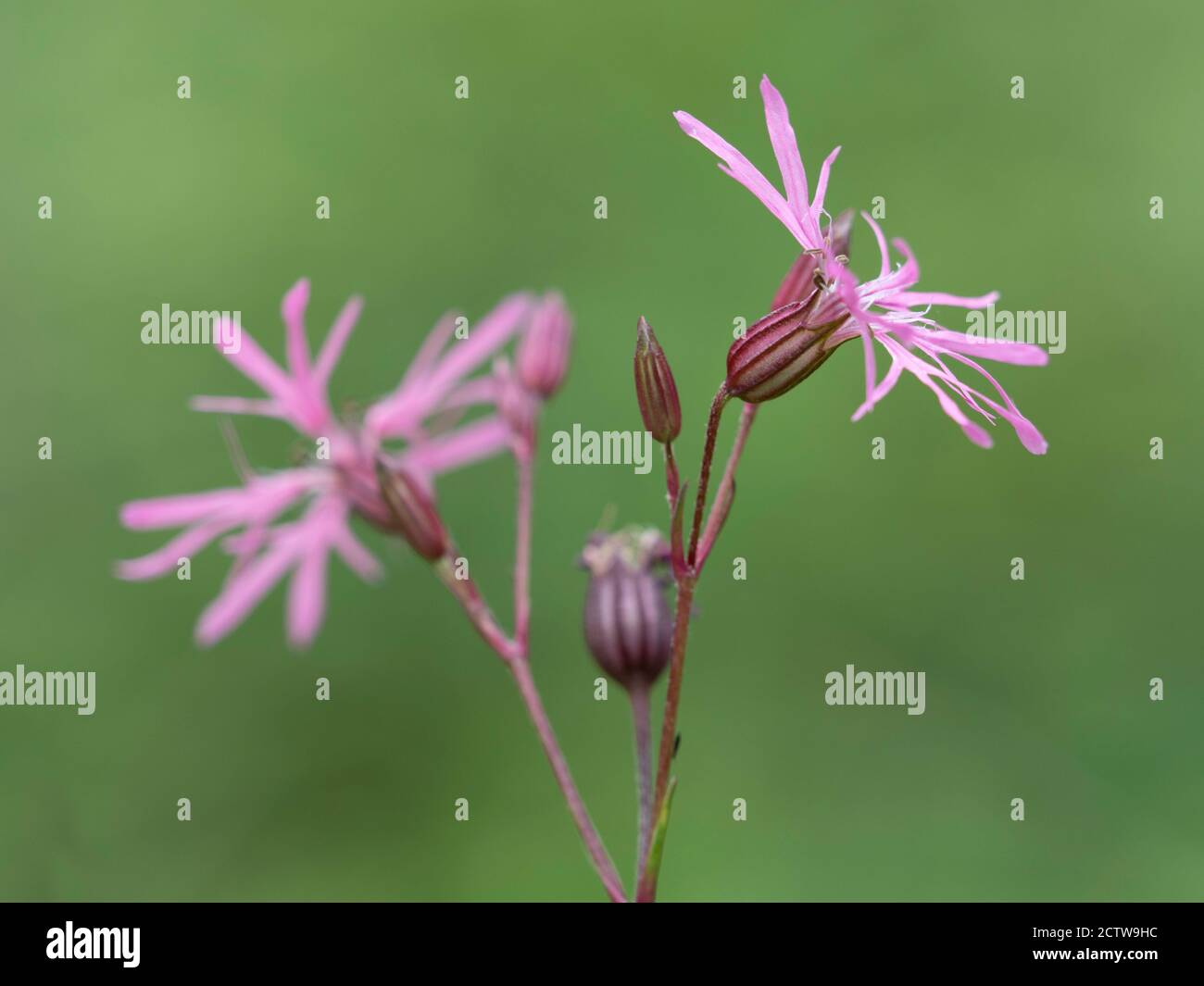 Ragged robin wild hi-res stock photography and images - Alamy