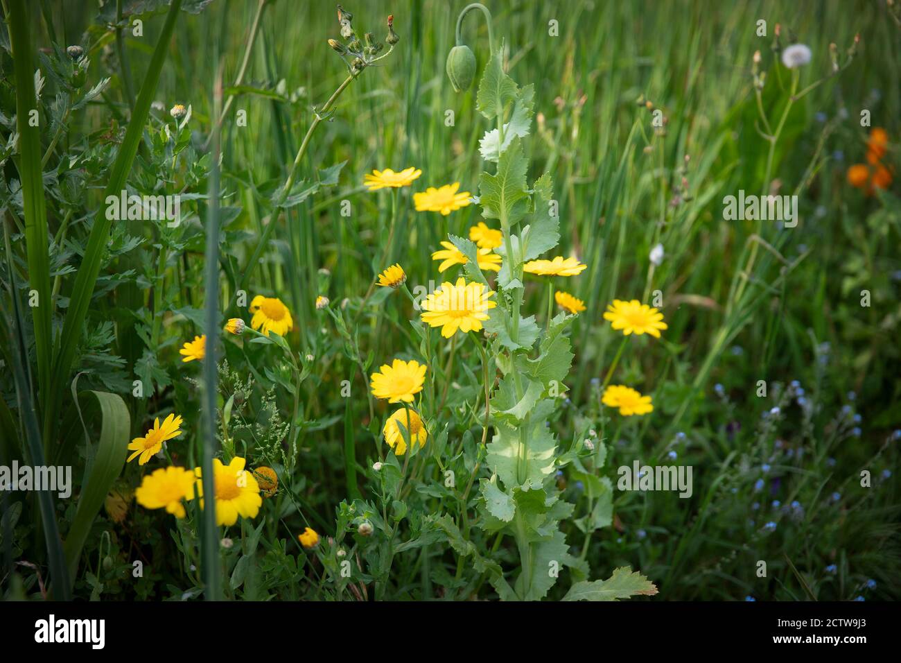 New zealand yellow flowers hi-res stock photography and images - Alamy