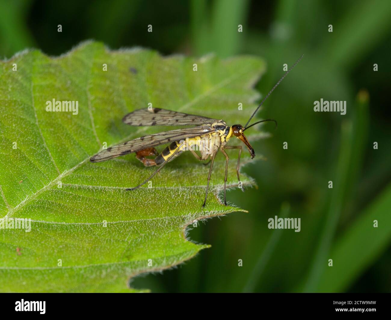 Scorpion fly (Panorpa sp.) male, Blean Woodlands, Kent UK Stock Photo ...