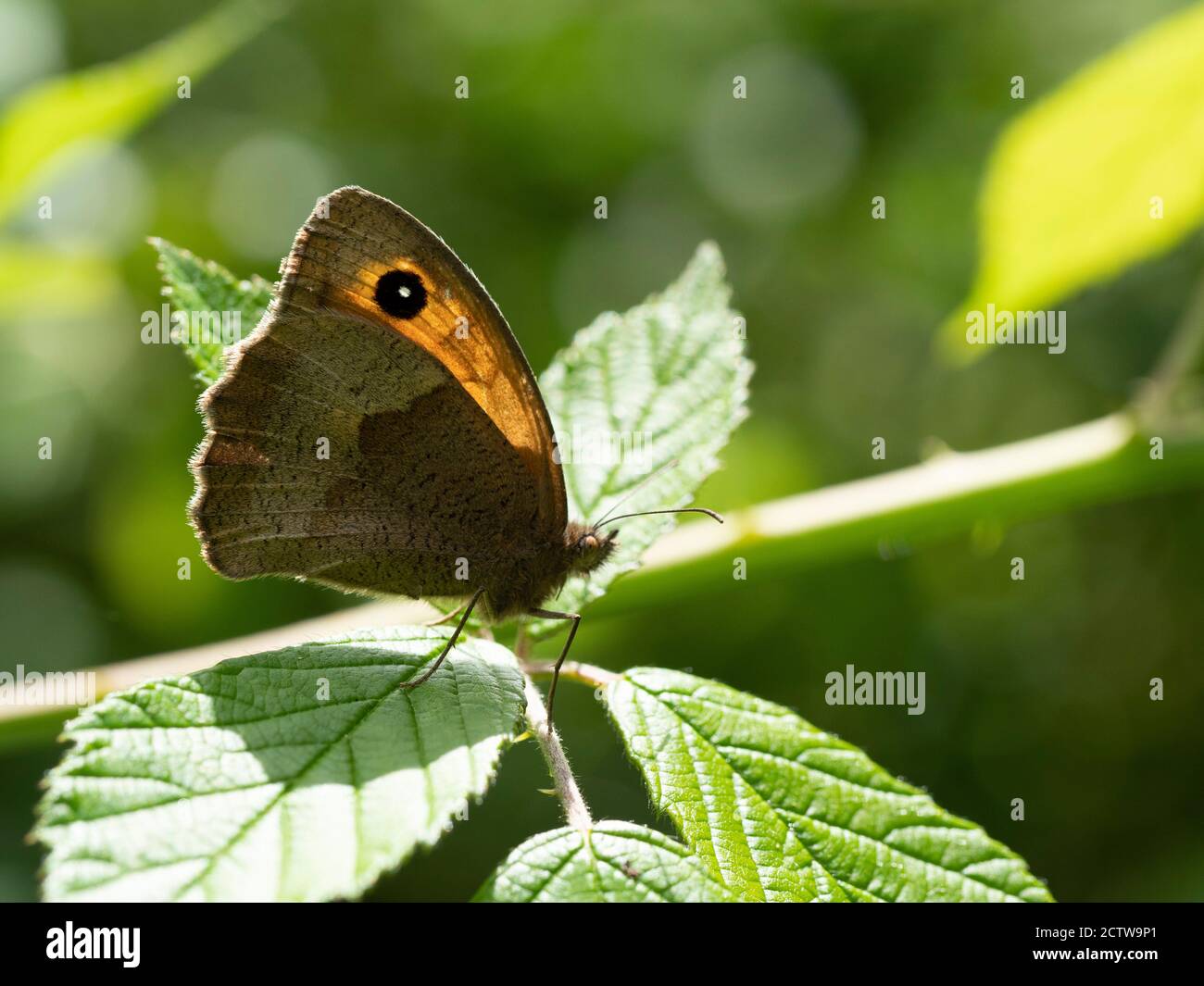 Meadow brown butterfly (Maniola jurtina) , Backlight on leaf, Blean ...