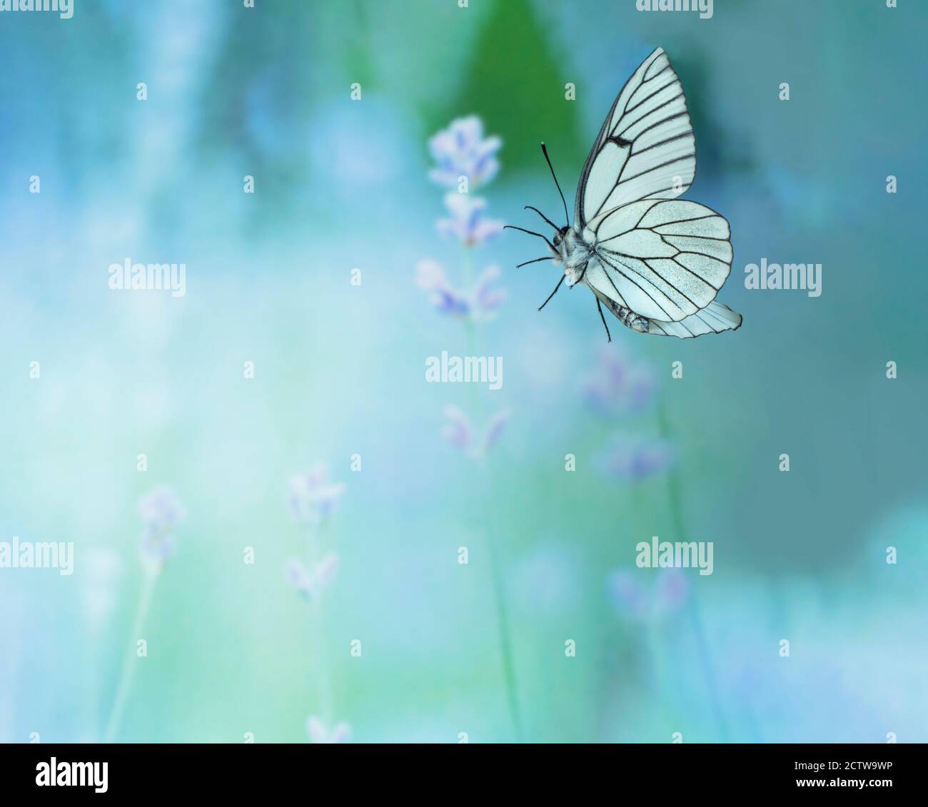 Butterflies in flight hi-res stock photography and images - Alamy