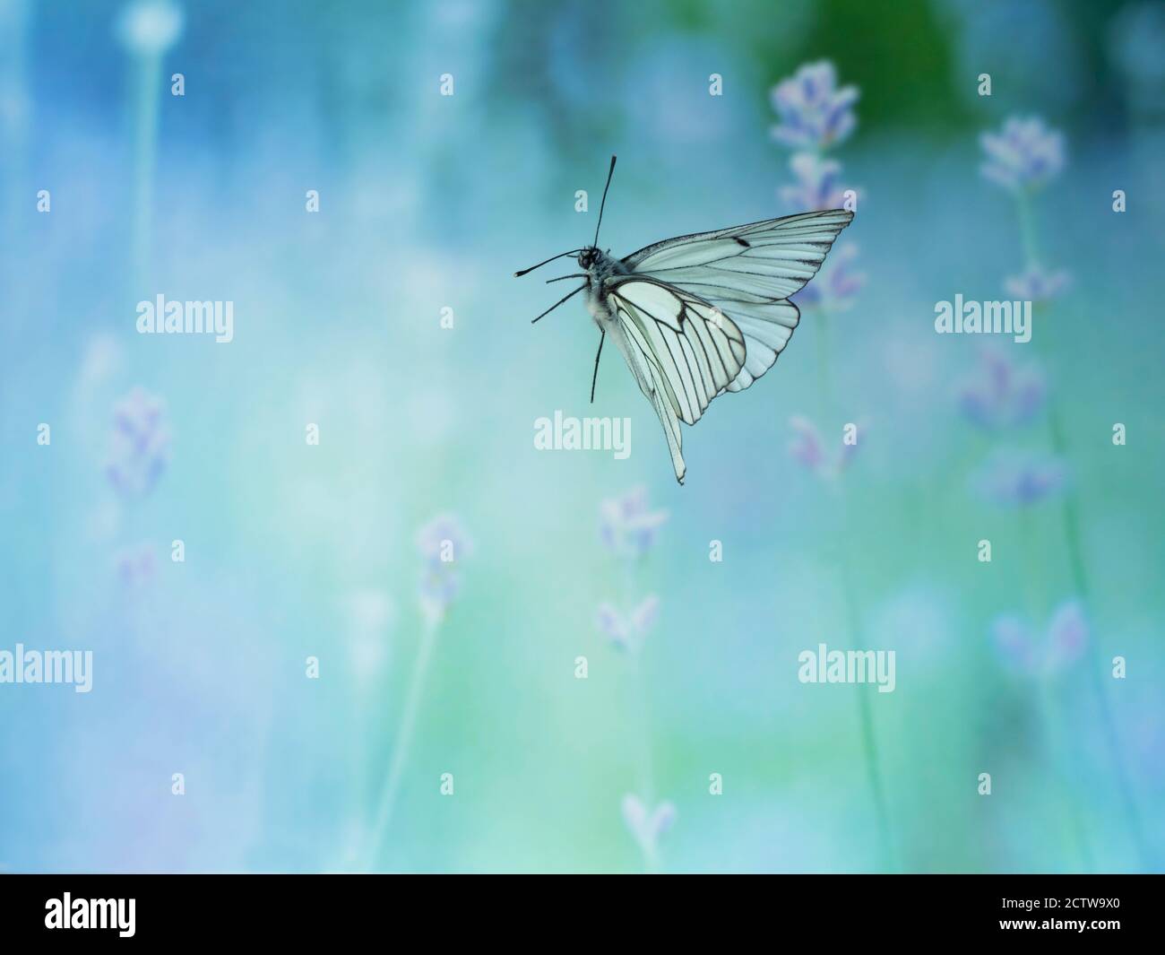 Butterfly in flight hi-res stock photography and images - Alamy
