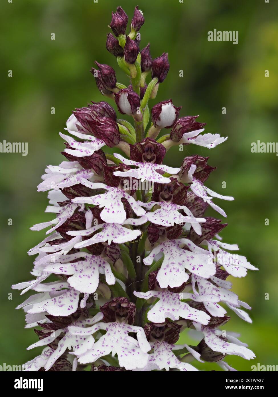 Lady Orchid (Orchis purpurea) in flower, Denge Woods, Bonsai Bank, Kent ...