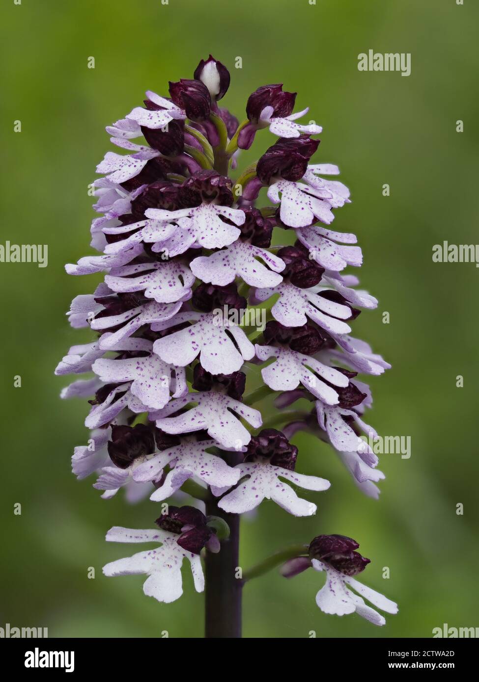 Lady Orchid (Orchis purpurea) in flower, Denge Woods, Bonsai Bank, Kent ...