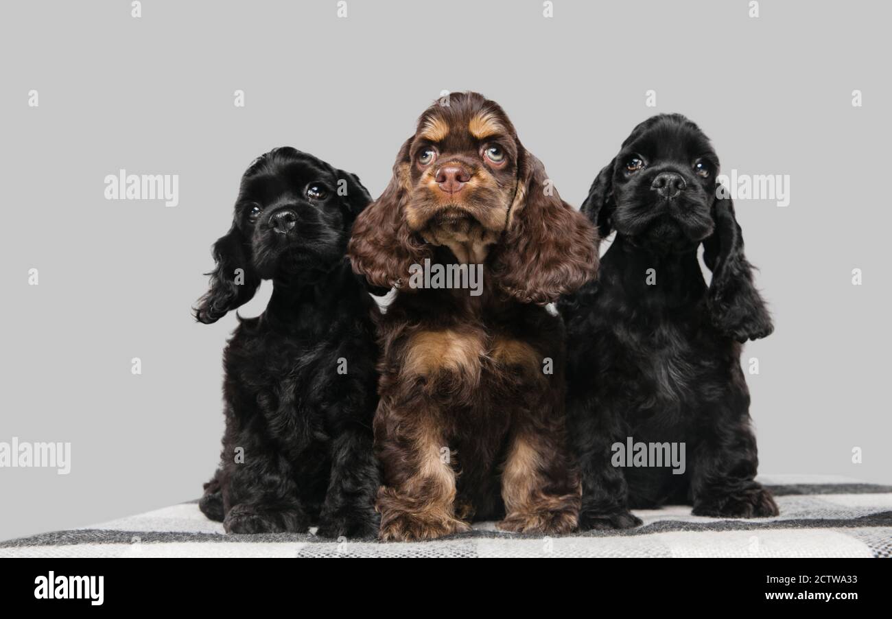 American cocker spaniel puppies posing. Cute dark-black doggies or pets ...