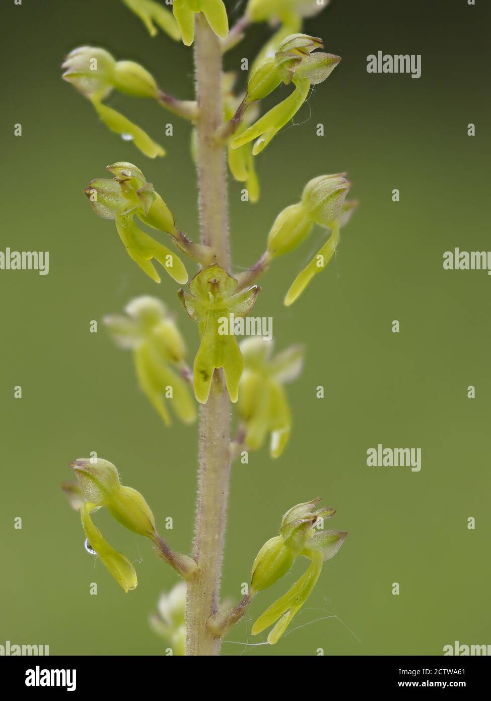 Common twayblade (Neottia ovata) orchid, Bonsai Bank, Denge Woodlands ...