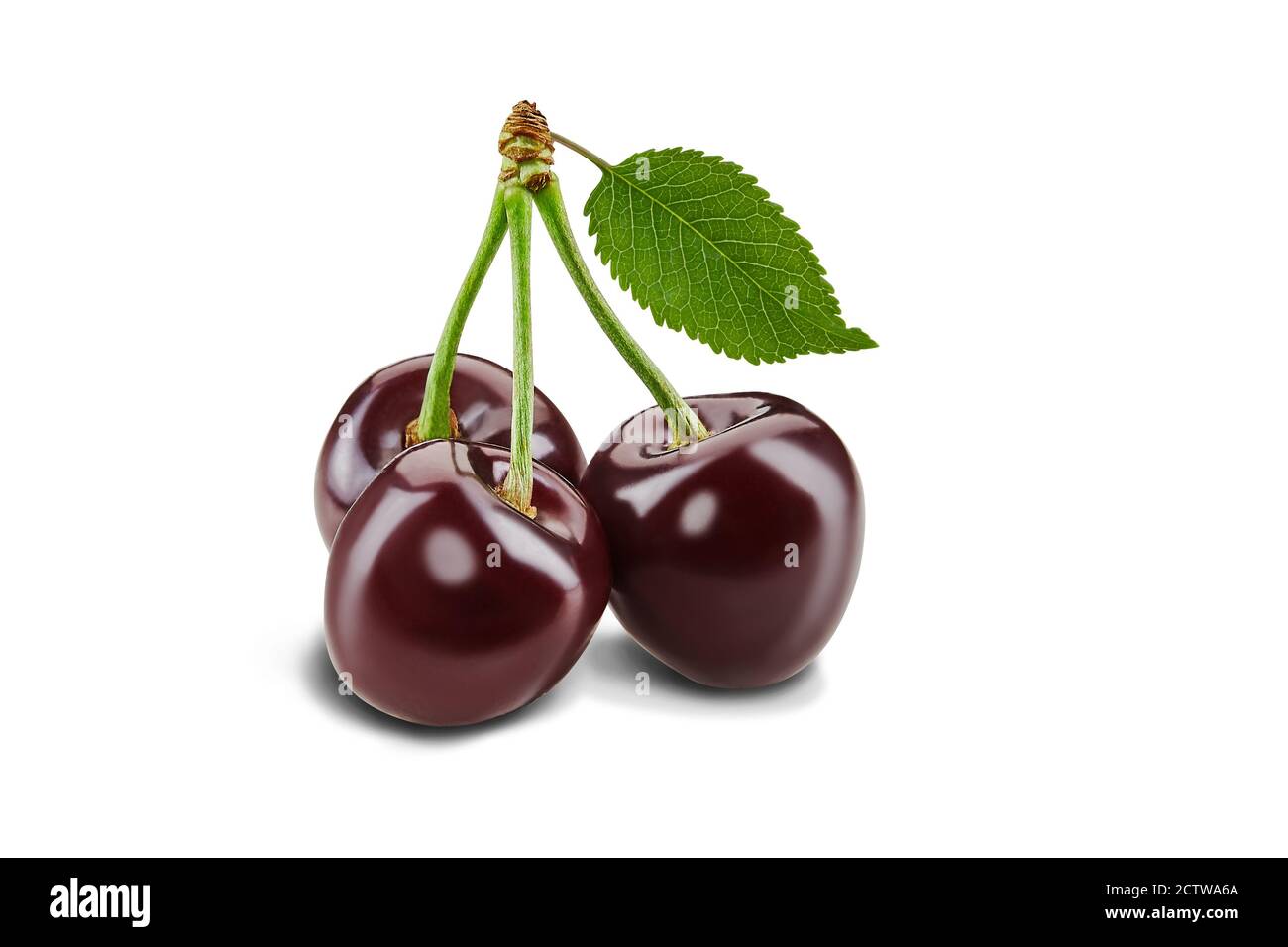Three dark red sweet cherry fruits with green leaf isolated on white ...