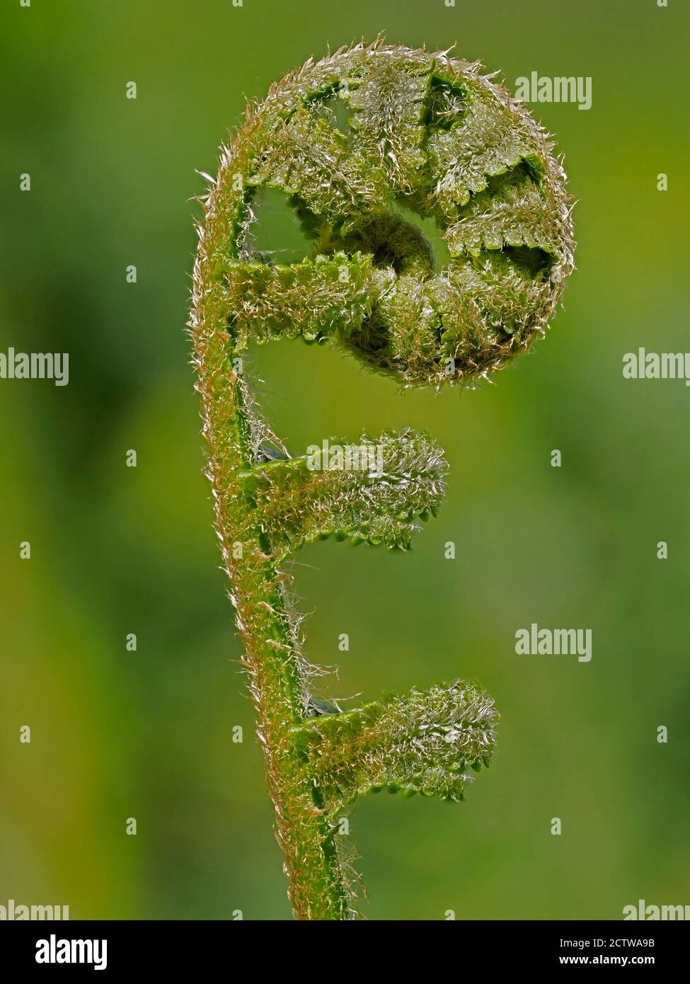 Bracken Fern Coil, Pteridium aquilinum, frond unfurling, Denge ...