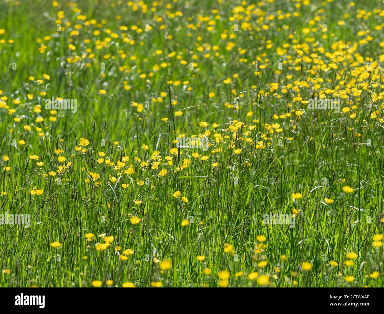 Meadow buttercup (Ranunculus acris) flowers, Denge Woodlands, Kent UK ...
