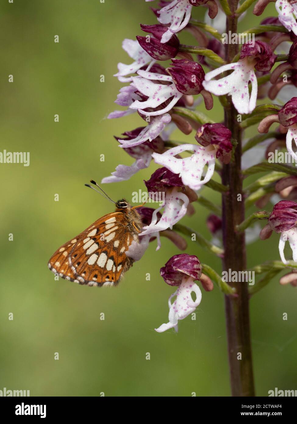 Duke of Burgundy butterfly (Hamearis lucina), resting on Lady Orchid ...