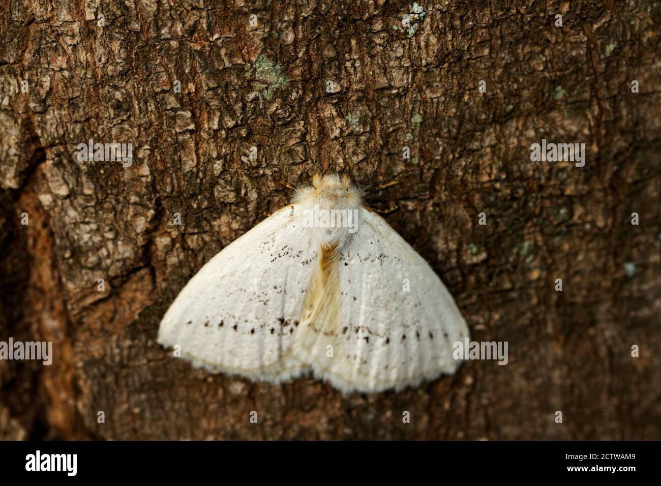 This female White Monkey moth lacks the larger feathery antennae of the ...