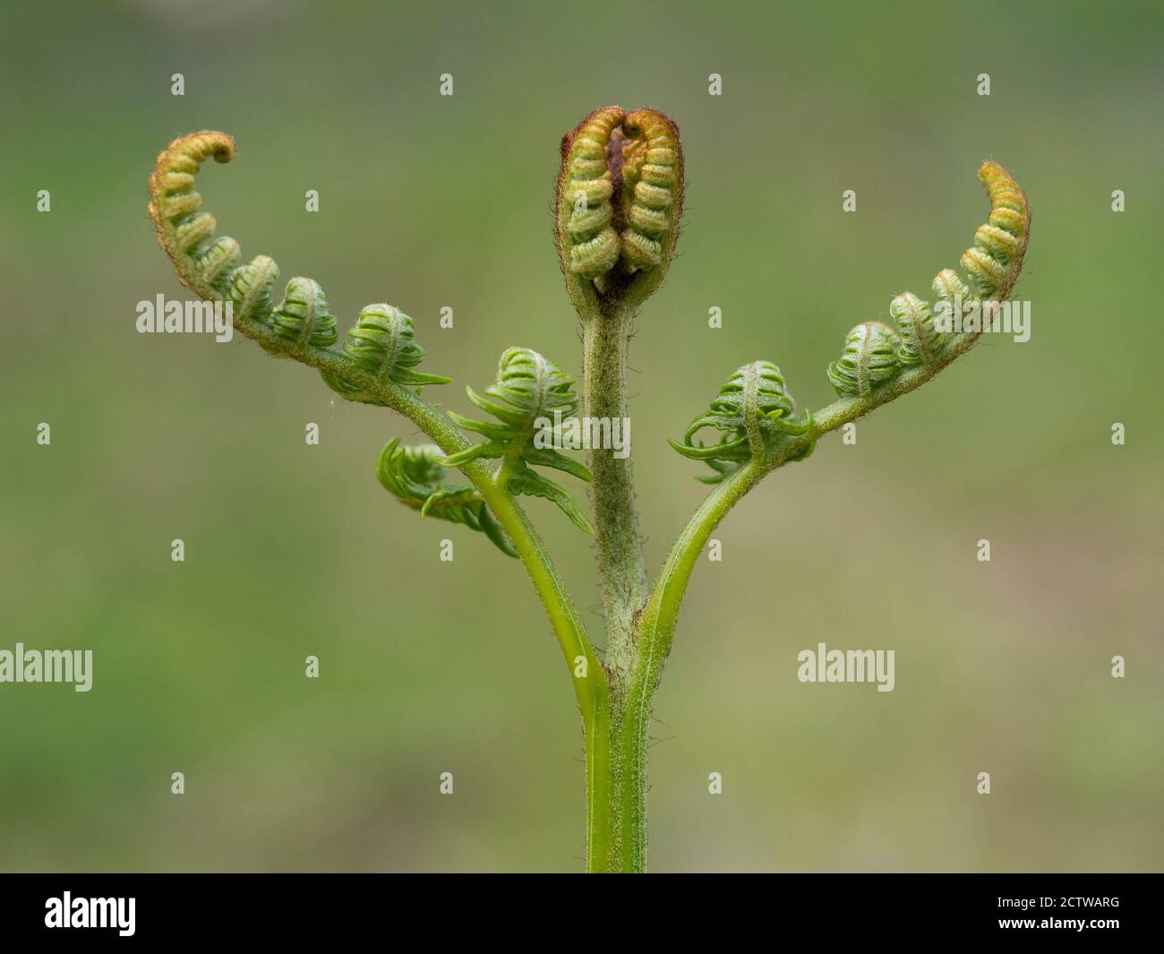 Coil fern hi-res stock photography and images - Alamy