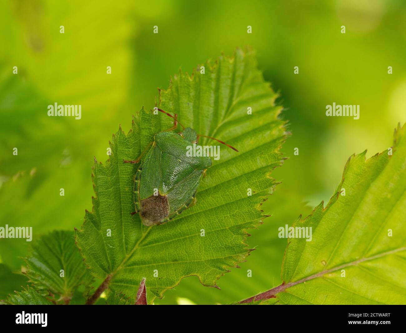 Green shield bug camouflaged High Resolution Stock Photography and ...