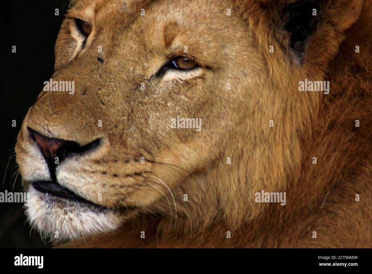 lion in natural enviroment, yawning and bing lazy enjoying the day ...