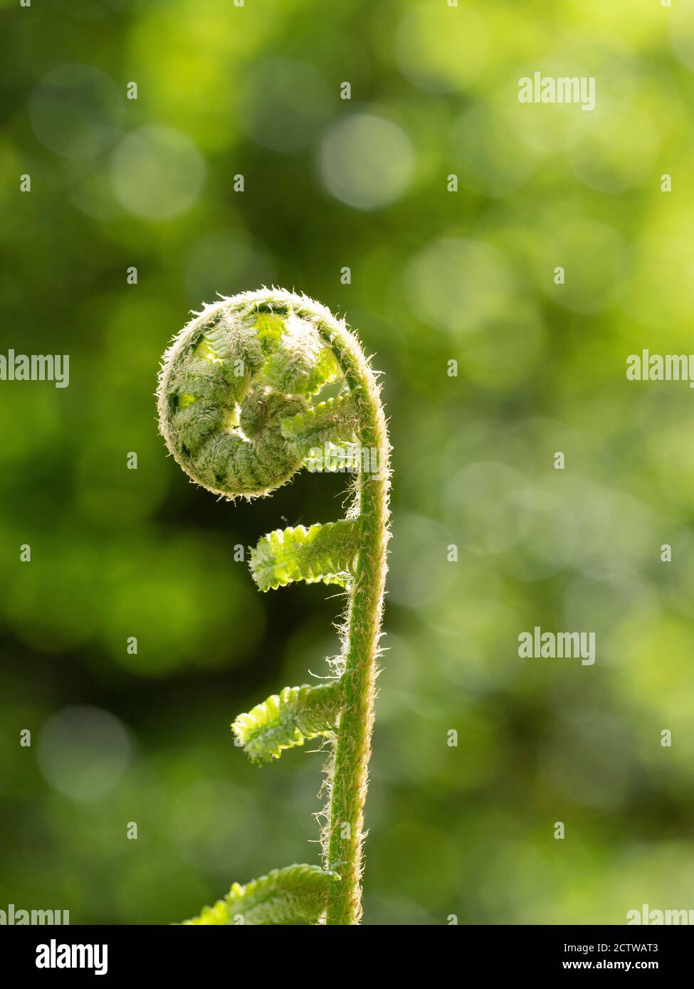 Bracken Fern Coil, Pteridium aquilinum, frond unfurling, Denge ...