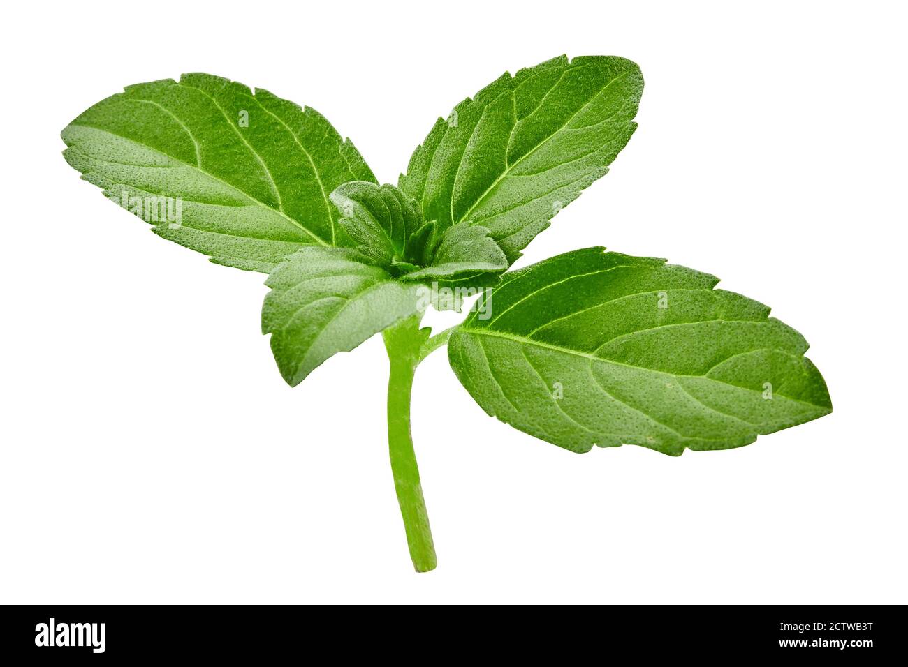 Green basil sprig isolated on white background. Close up, copy space ...