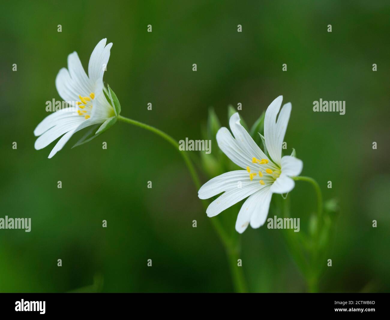 Close up of Greater stitchwort (Stellaria holostea) flower, East Blean ...