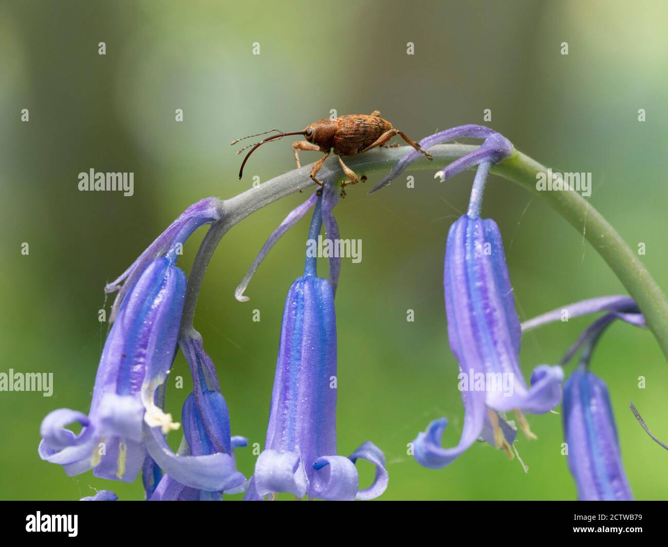 Acorn Weevil (Curculio glandium), on Bluebell (Hyacinthoides non ...
