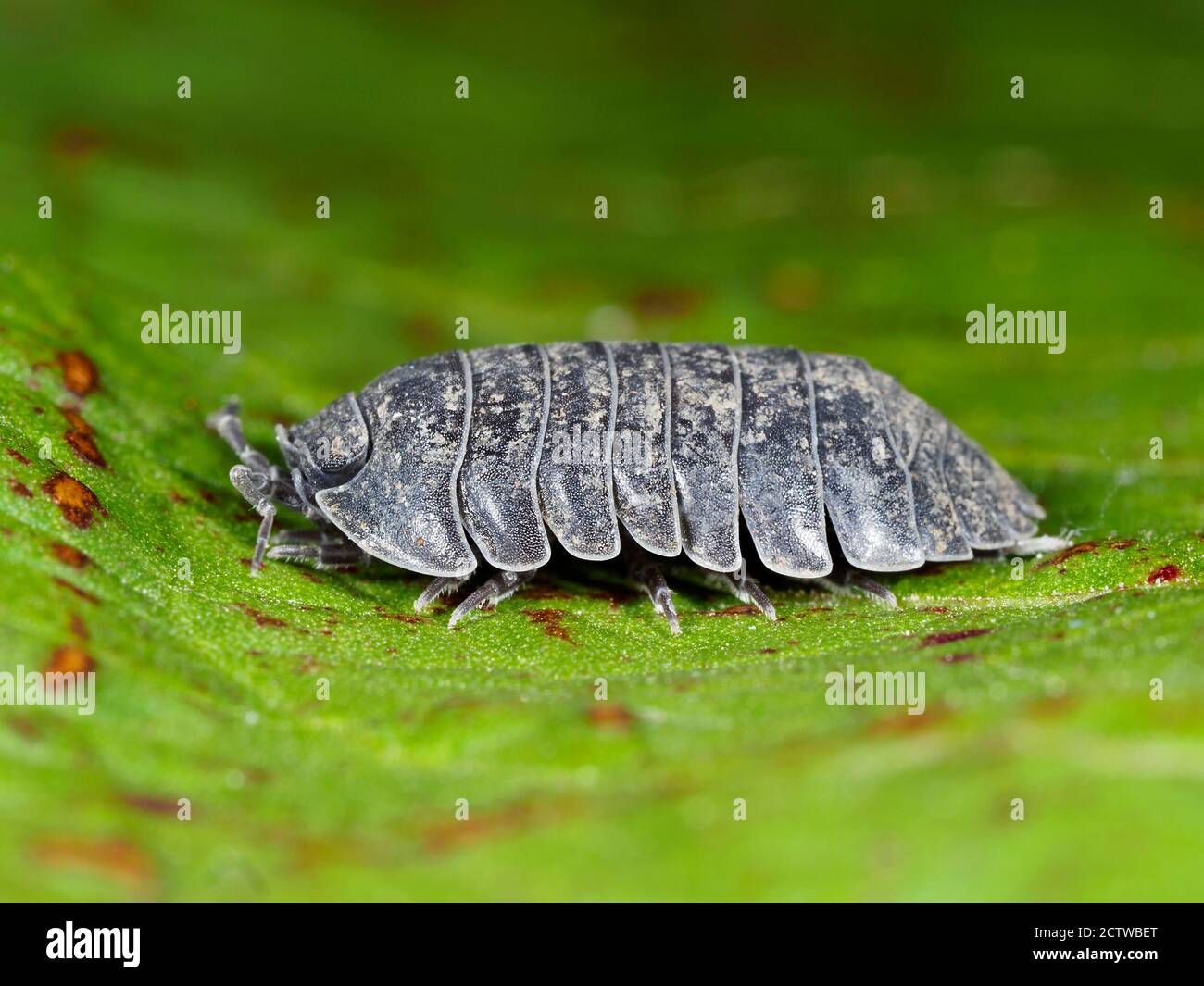 Woodlouse hi-res stock photography and images - Alamy