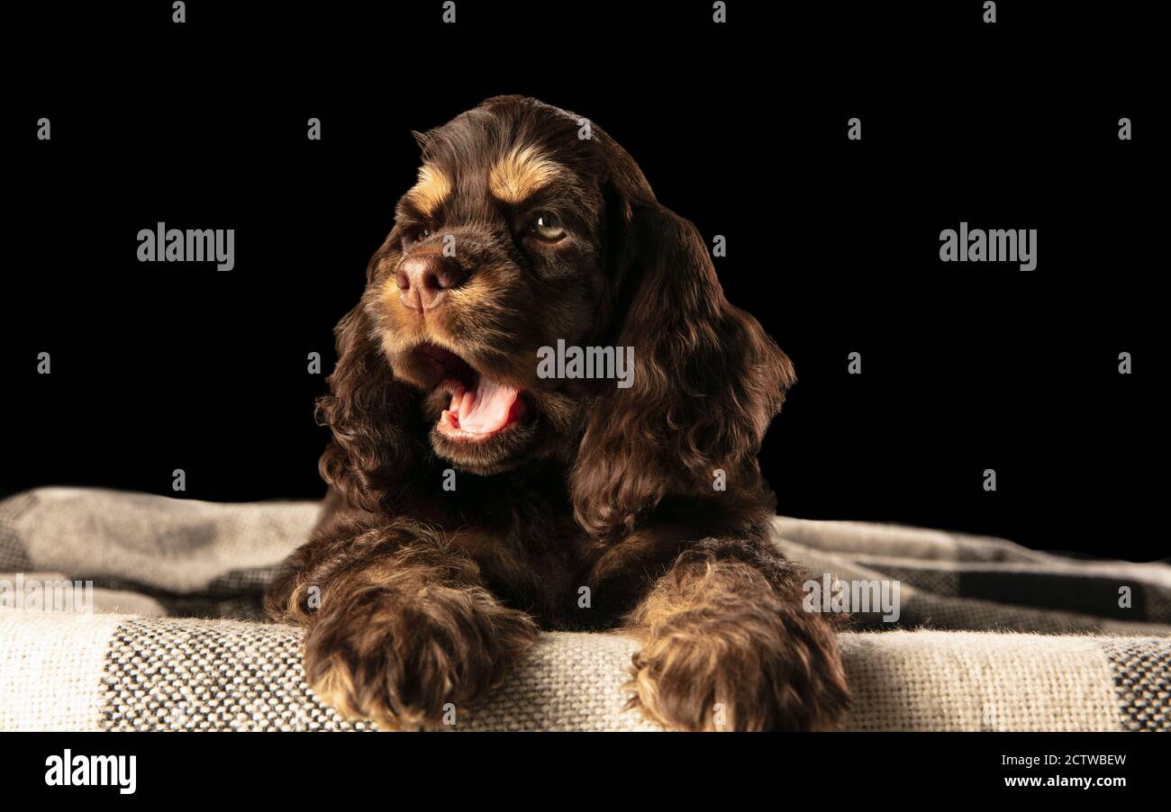 American cocker spaniel looks up hi-res stock photography and images ...