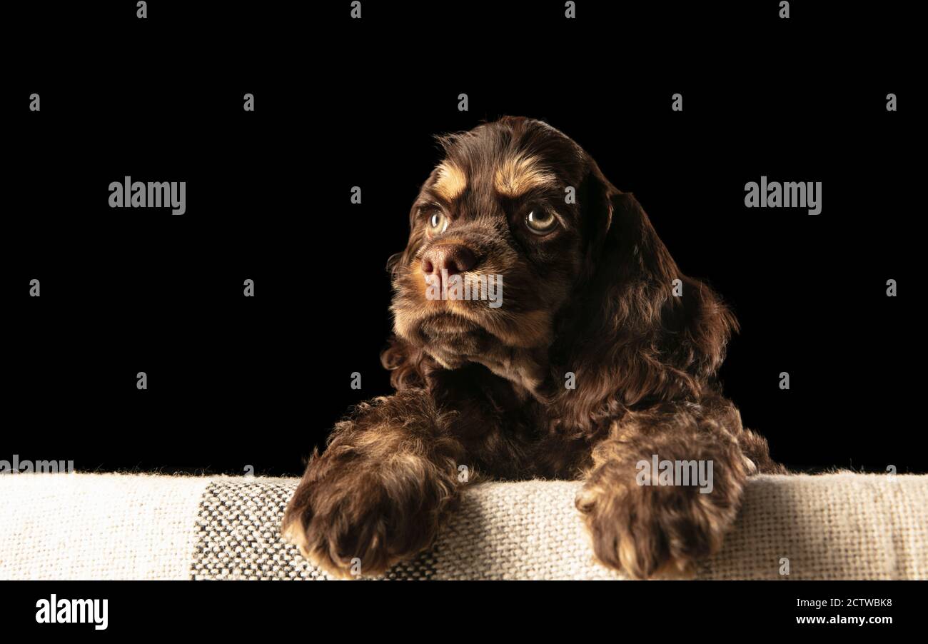 American cocker spaniel looks up hi-res stock photography and images ...