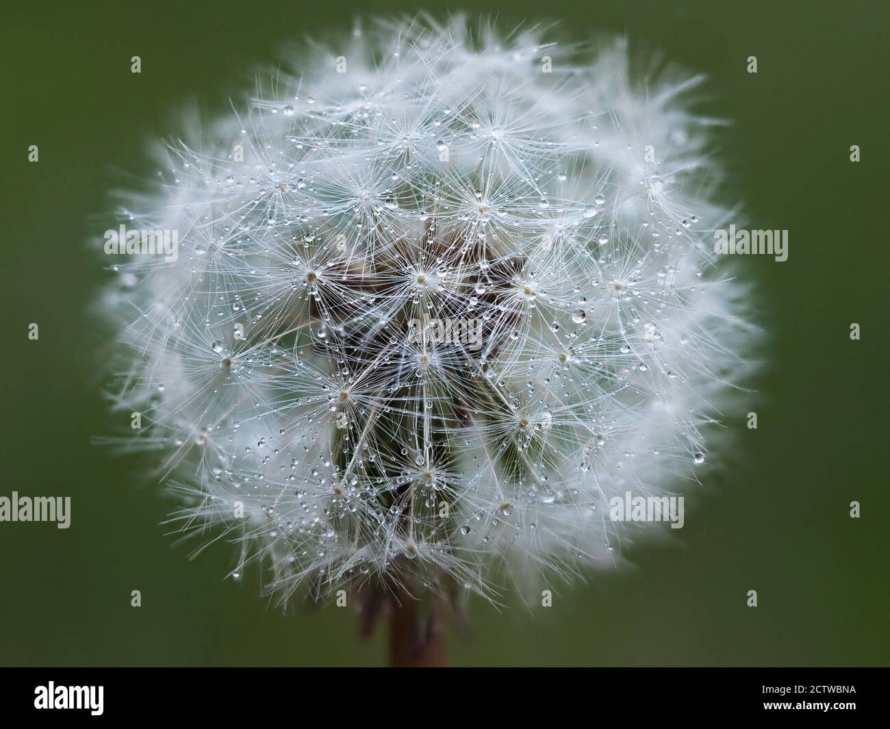 Dandelion (Taraxacum officinale) close up of flower seed head, Kent, UK ...