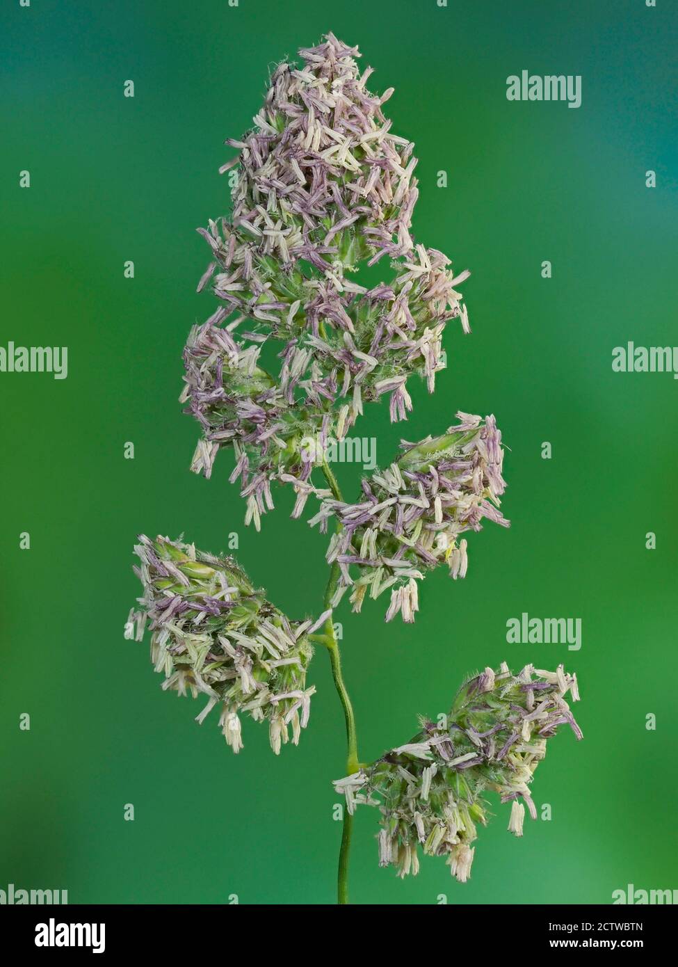 Cocksfoot grass (Dactylis glomerata) panicle, anthers bearing pollen ...