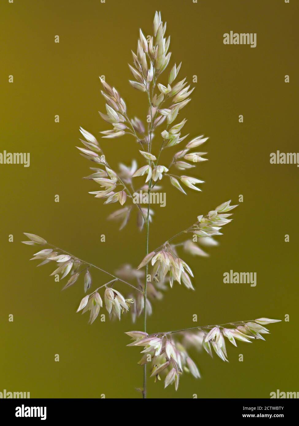 Meadow fescue grass (Schedonorus pratensis) panicle, Kent UK, Stacked ...