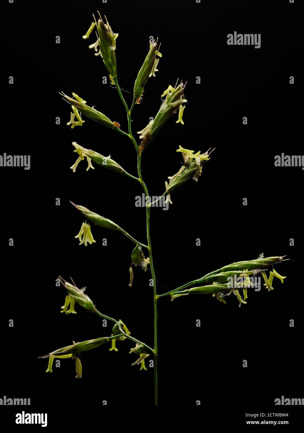 Grass Head, (Bromus sp), anthers bearing pollen within spikelets, Kent ...