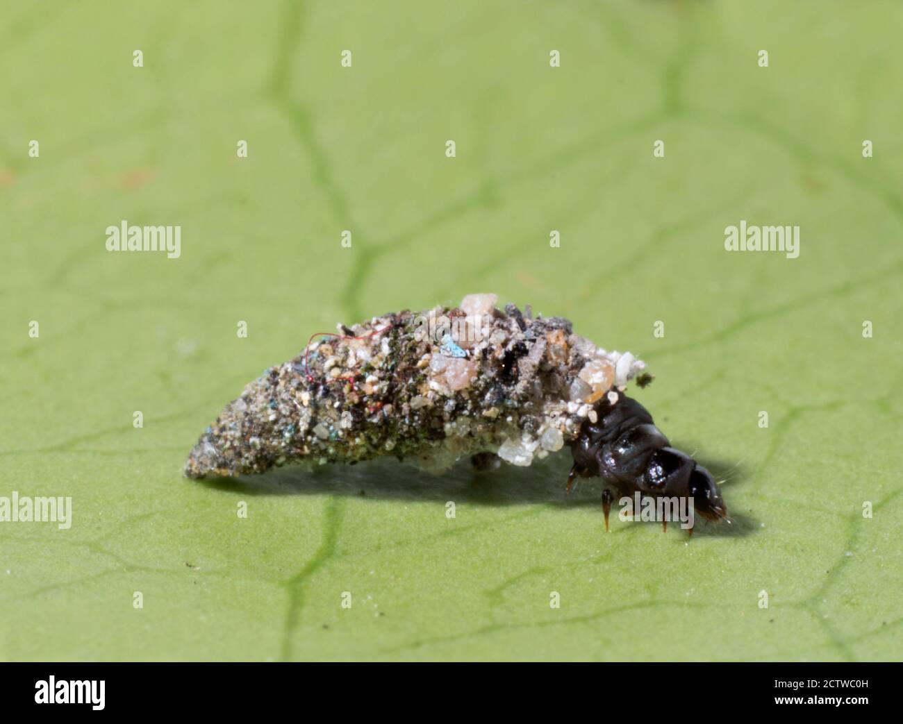 Case-building moth larva, Kent UK, builds case around body for ...