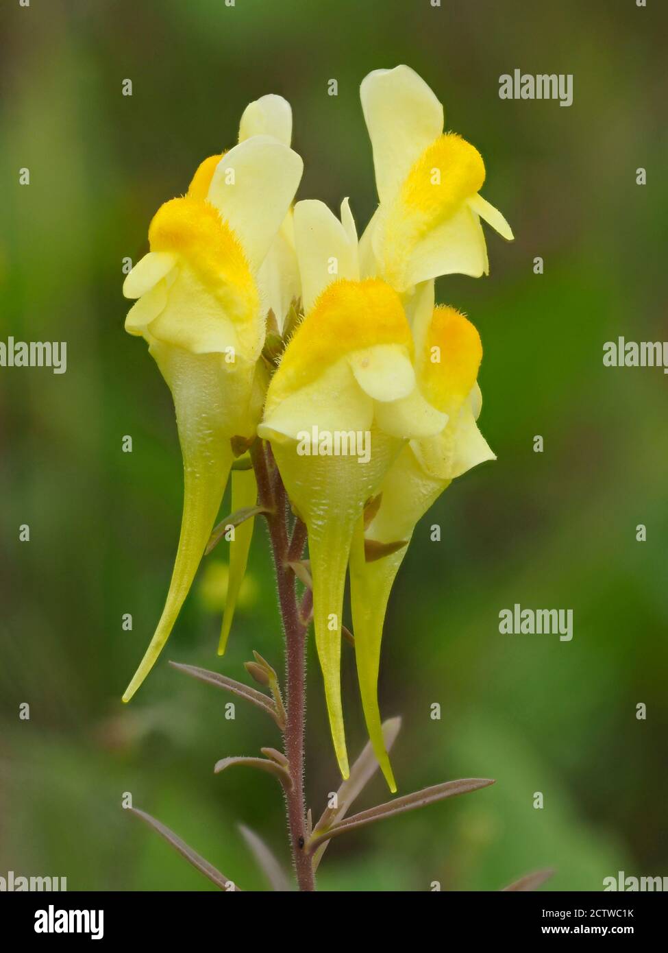 Yellow Toadflax Flower (Linaria vulgaris), Kent UK, also called common ...