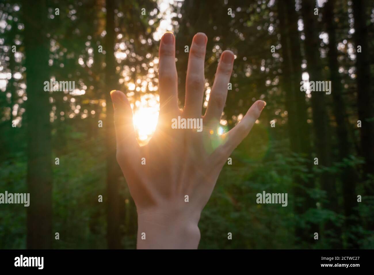 setting sun shines through the fingers of a woman's hand in the forest ...