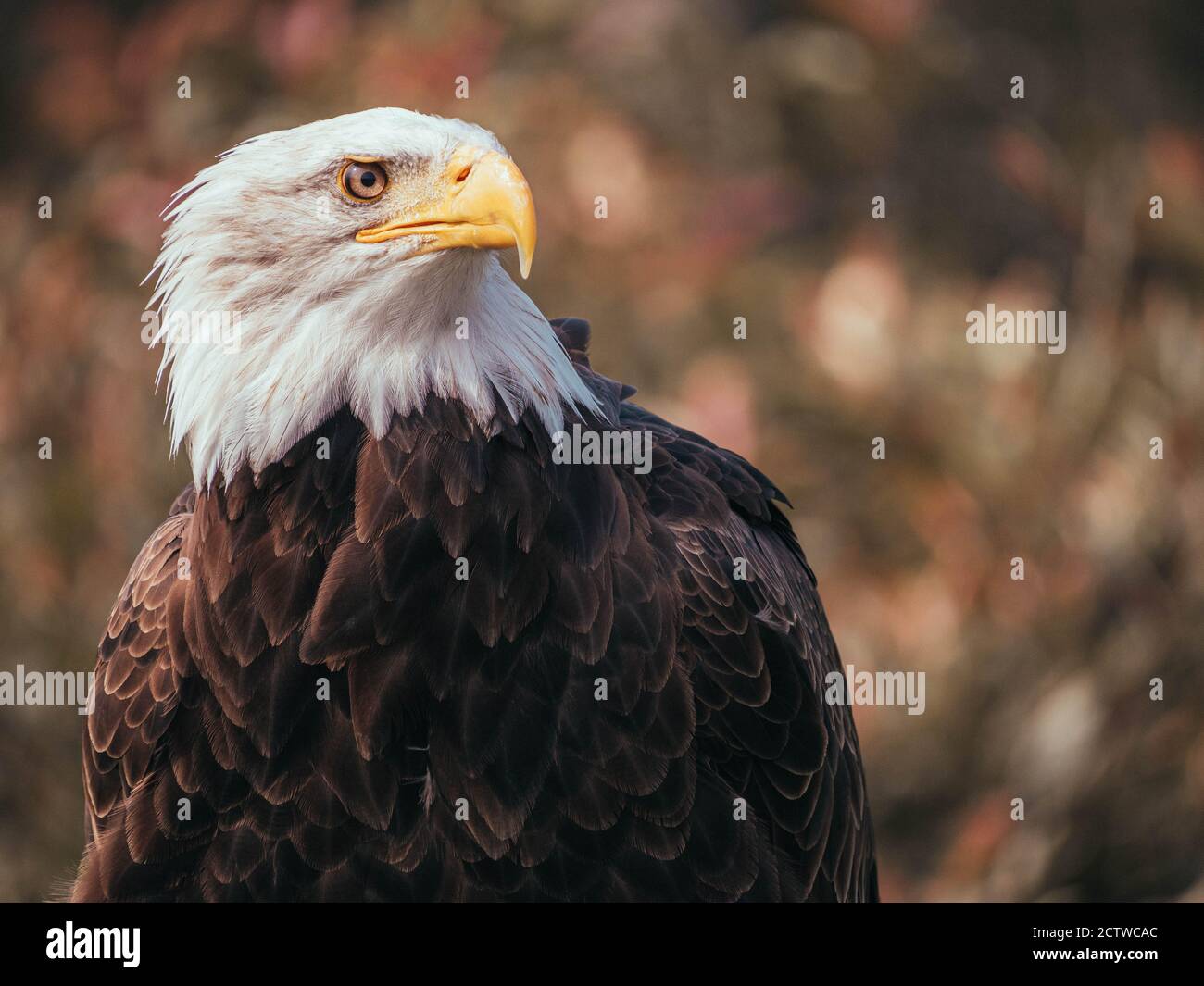 Eagle Predator High Resolution Stock Photography and Images - Alamy