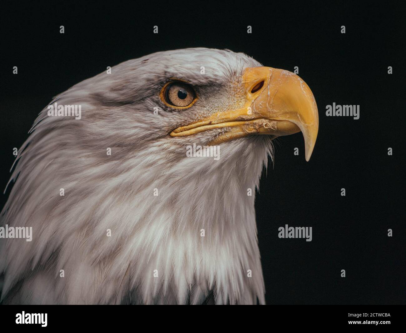 Eagle Feathers High Resolution Stock Photography and Images - Alamy
