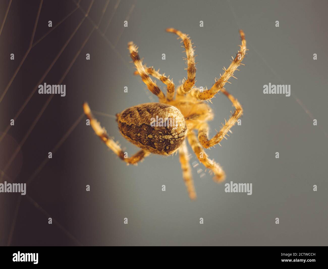 Garden Spiders High Resolution Stock Photography and Images - Alamy