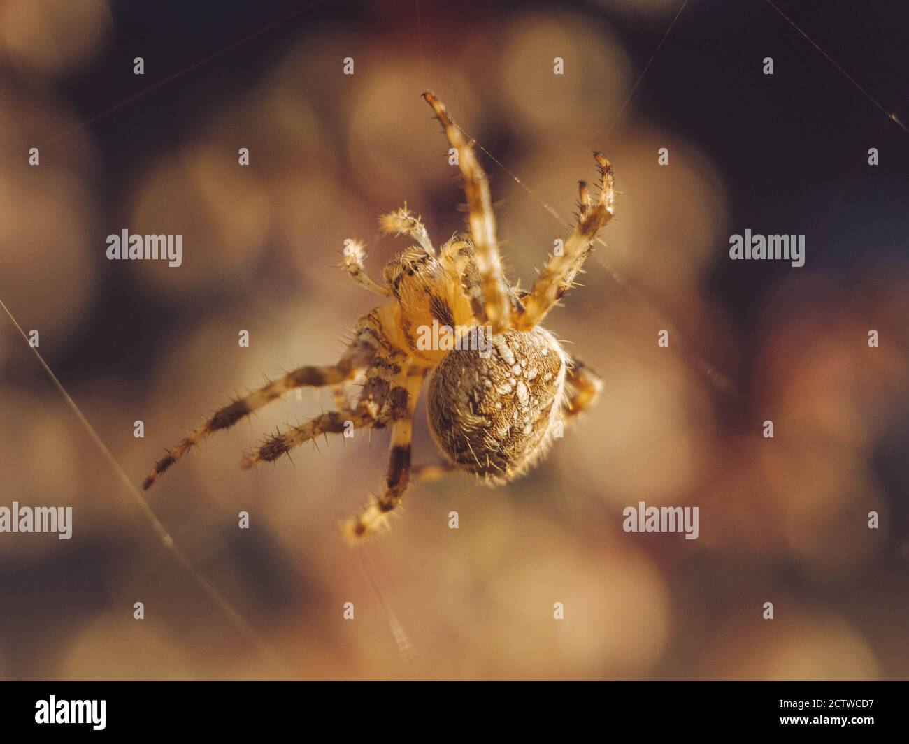 Garden Spiders High Resolution Stock Photography and Images - Alamy