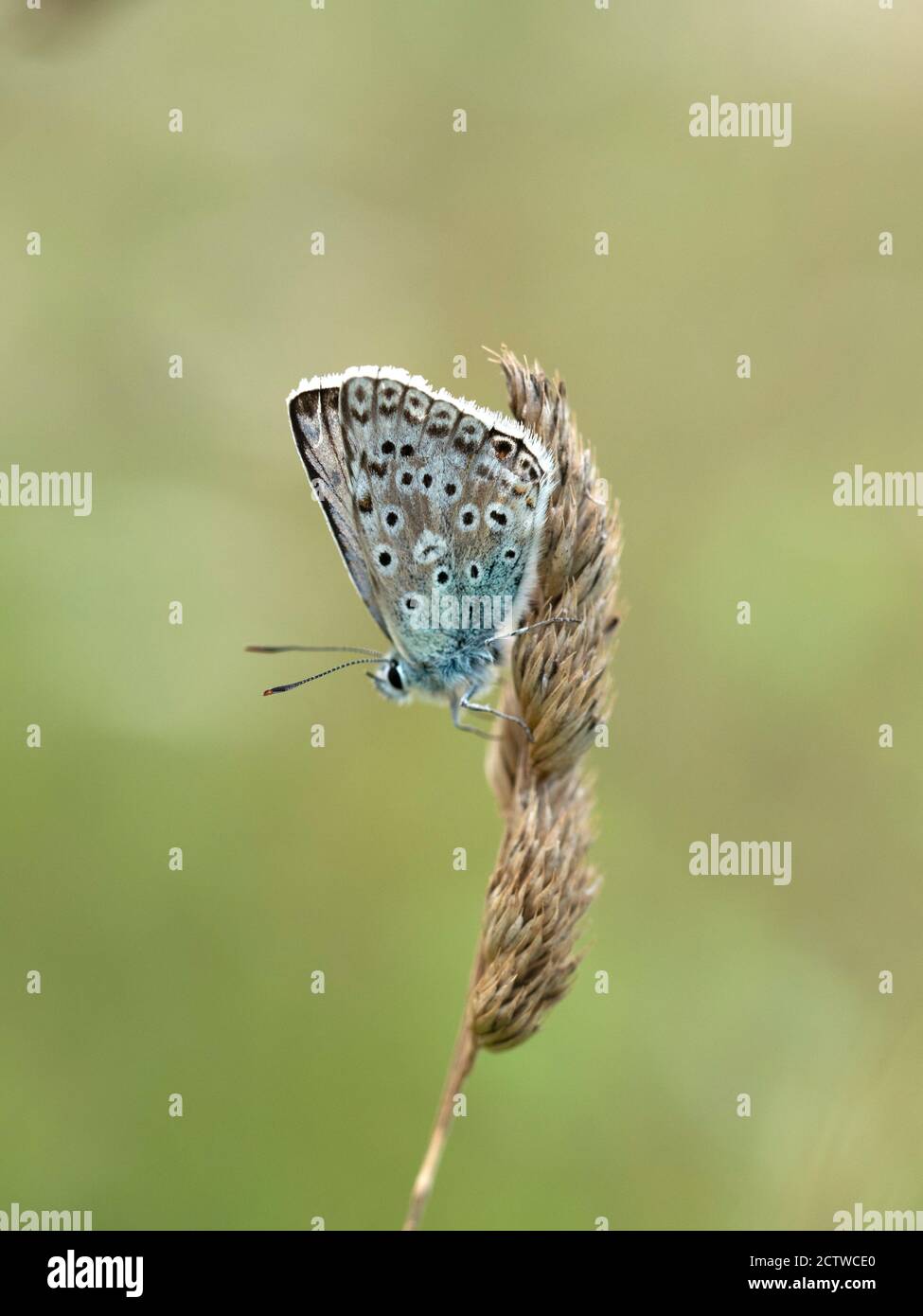 Male blue butterflies hi-res stock photography and images - Alamy
