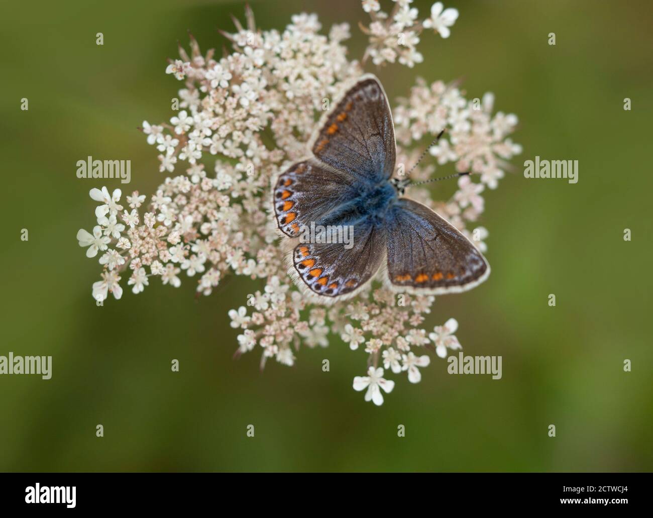 Female Common Blue Butterfly Uk High Resolution Stock Photography and ...
