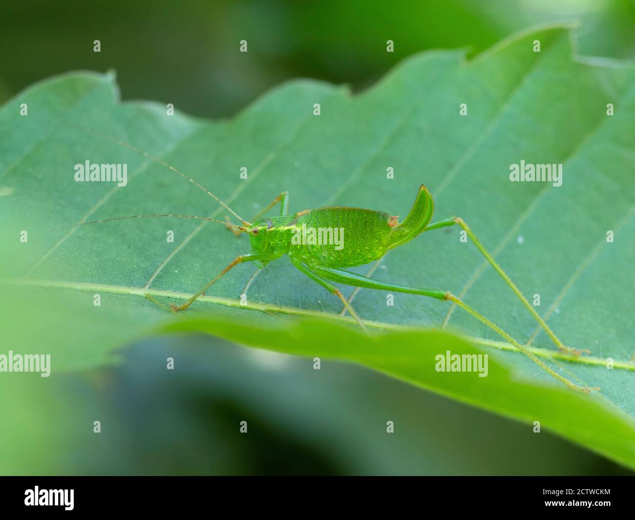 Cricket insects hi-res stock photography and images - Alamy