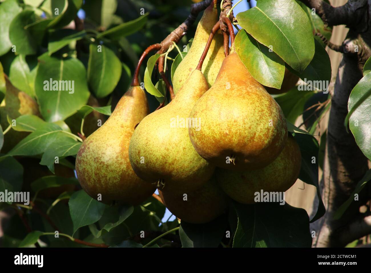 Pear fruits in agriculture, cultivation and summer production Stock ...