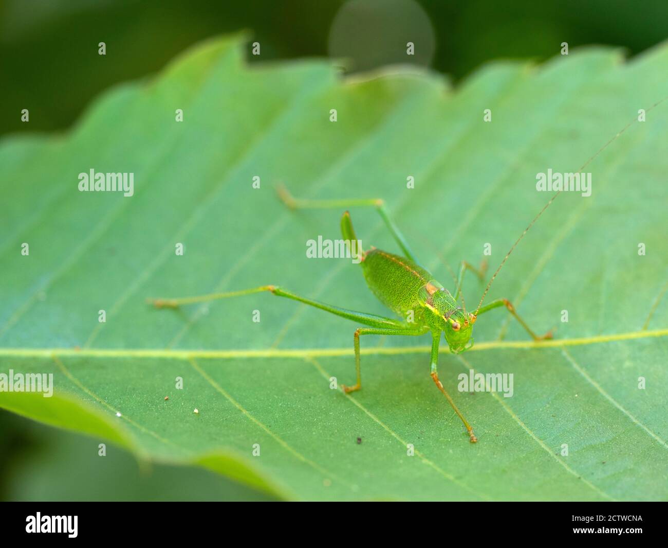 Cricket insects hi-res stock photography and images - Alamy