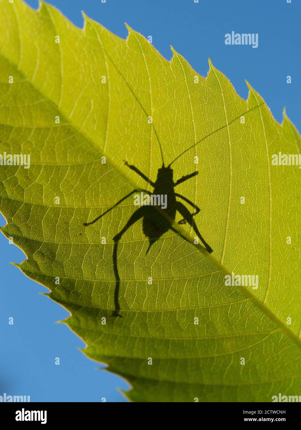 Cricket insects hi-res stock photography and images - Alamy