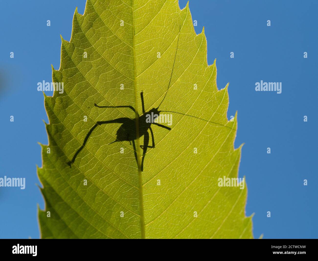 Speckled bush cricket (Leptophytes punctatissima), juvenile, Kent, UK ...