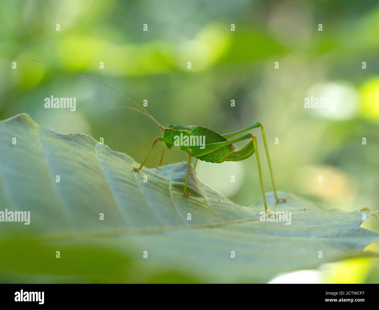 Speckled bush cricket (Leptophytes punctatissima), juvenile, Kent, UK ...