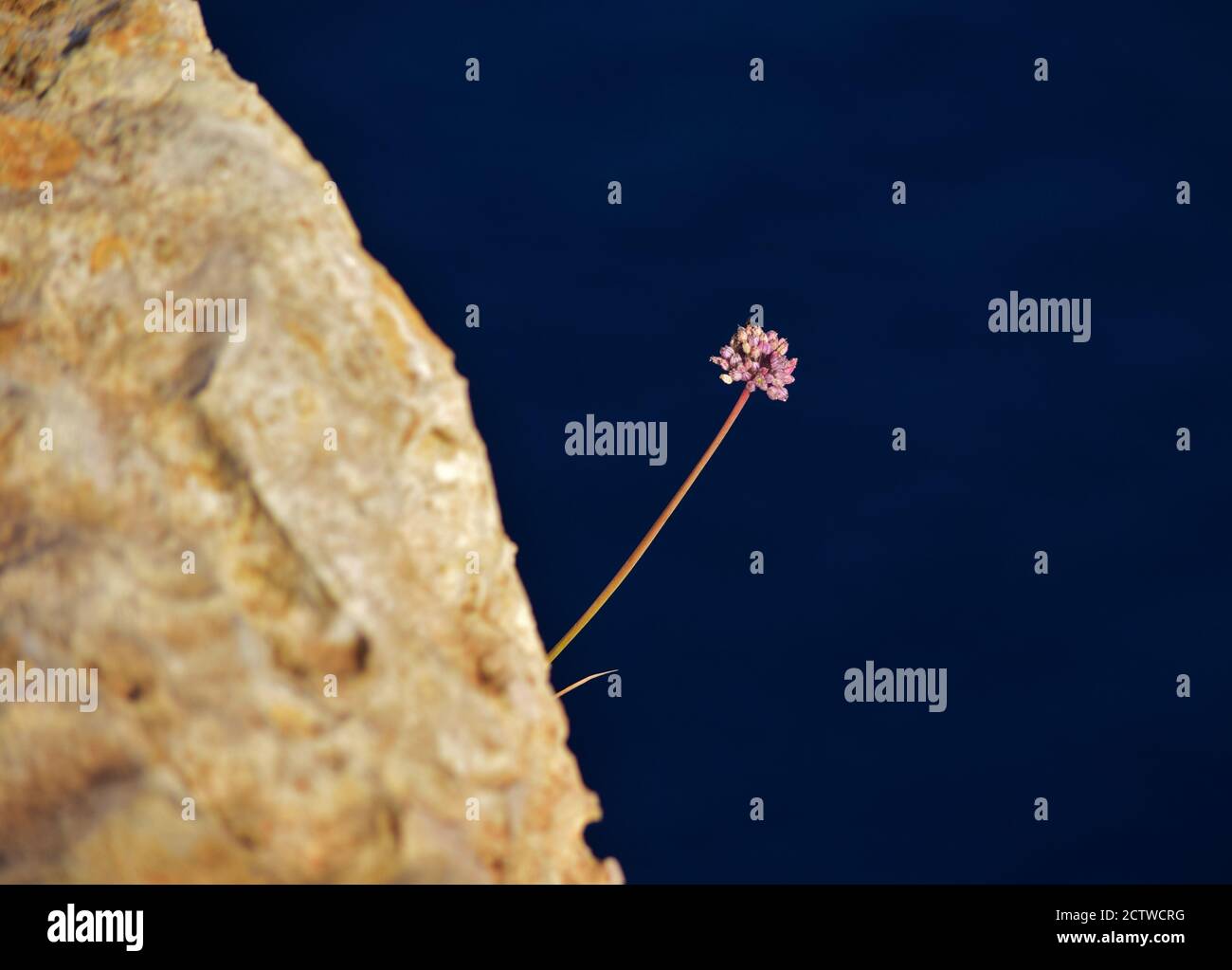 Small flowering plant growing on limestone cliffs Stock Photo - Alamy