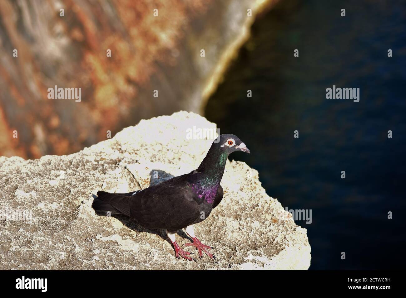 Black feral pigeon on the cliffs in Malta Stock Photo - Alamy