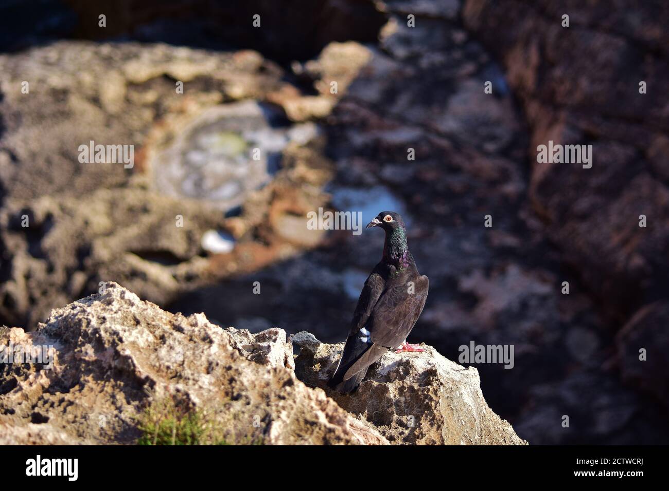 Black feral pigeon on the cliffs in Malta Stock Photo - Alamy