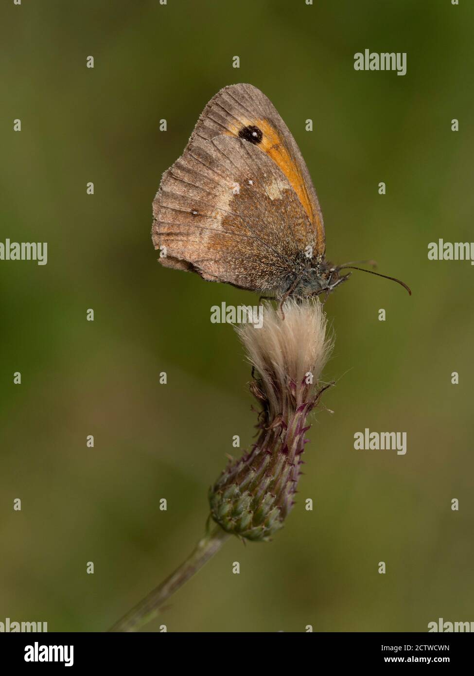 Gatekeeper Butterfly, (Pyronia tithonus) male, Kent UK Stock Photo - Alamy