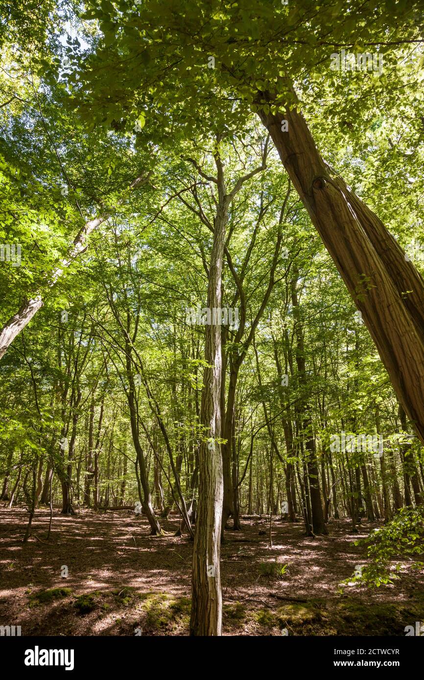 Tall Trees in Wormley Wood, East Herts Stock Photo - Alamy