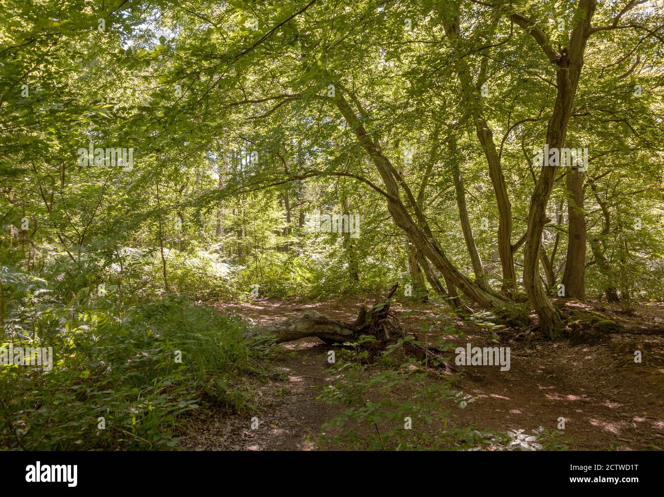 Clearing a path way hi-res stock photography and images - Alamy